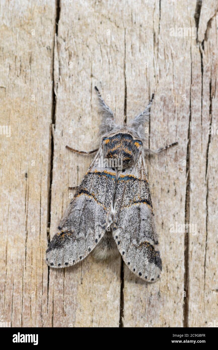 Poplar kitten moth (furcula bifida). Night butterfly of the family ...
