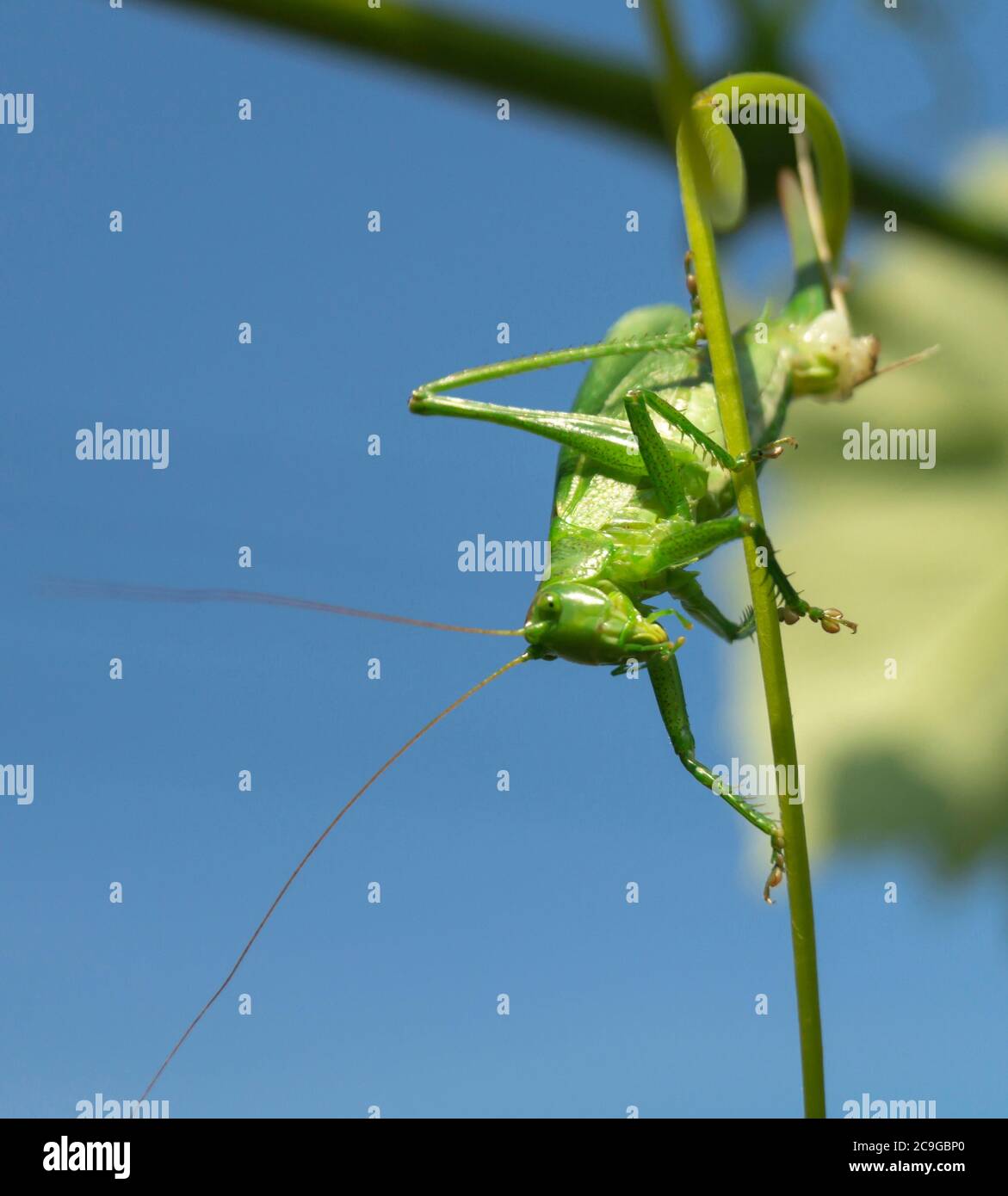 The Grasshopper green close-up on background blue sky.Insect on branch ...