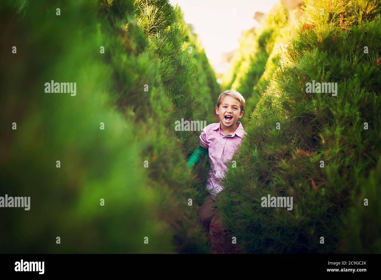 Boy laughing and running across pine trees at a christmas Tree Farm ...