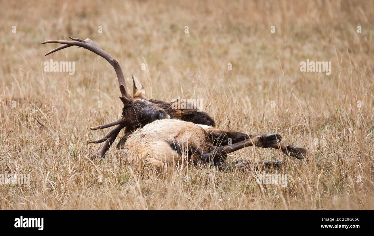 Bull Scratching Horn High Resolution Stock Photography and Images - Alamy