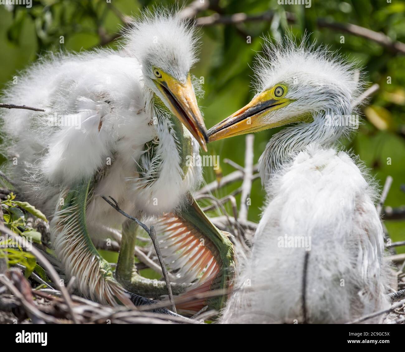 Two Great Egret Chicks in a Nest Stock Photo - Alamy