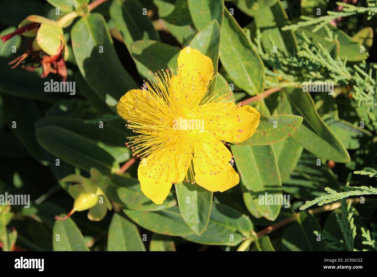 blooming plant in a park in orléans in france Stock Photo - Alamy