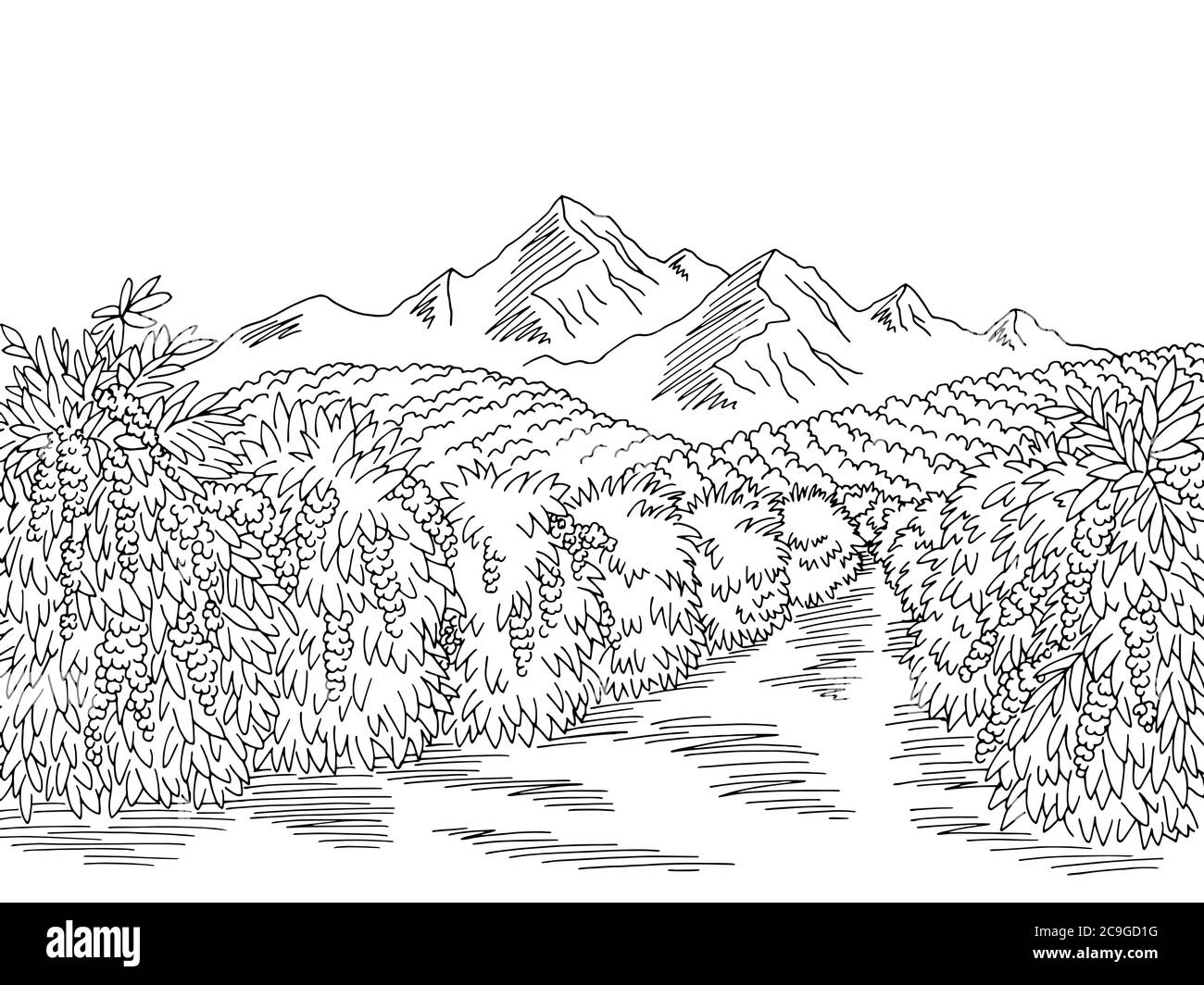 Coffee plantation graphic black white landscape sketch illustration ...