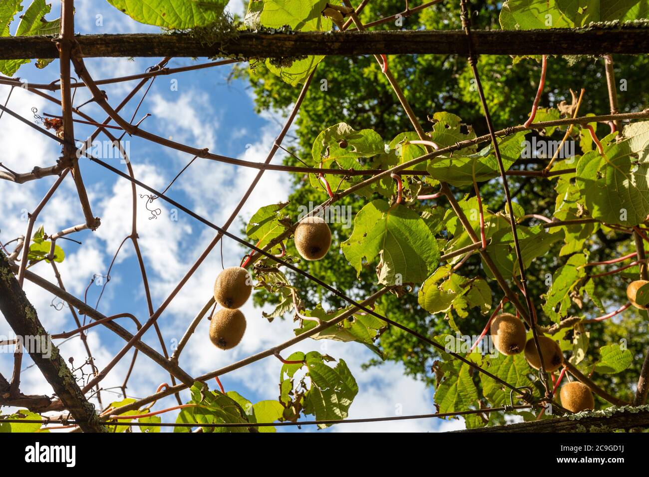 Kiwi plant in Pazo de Oca, A Estrada, Galicia, Sapin Stock Photo - Alamy