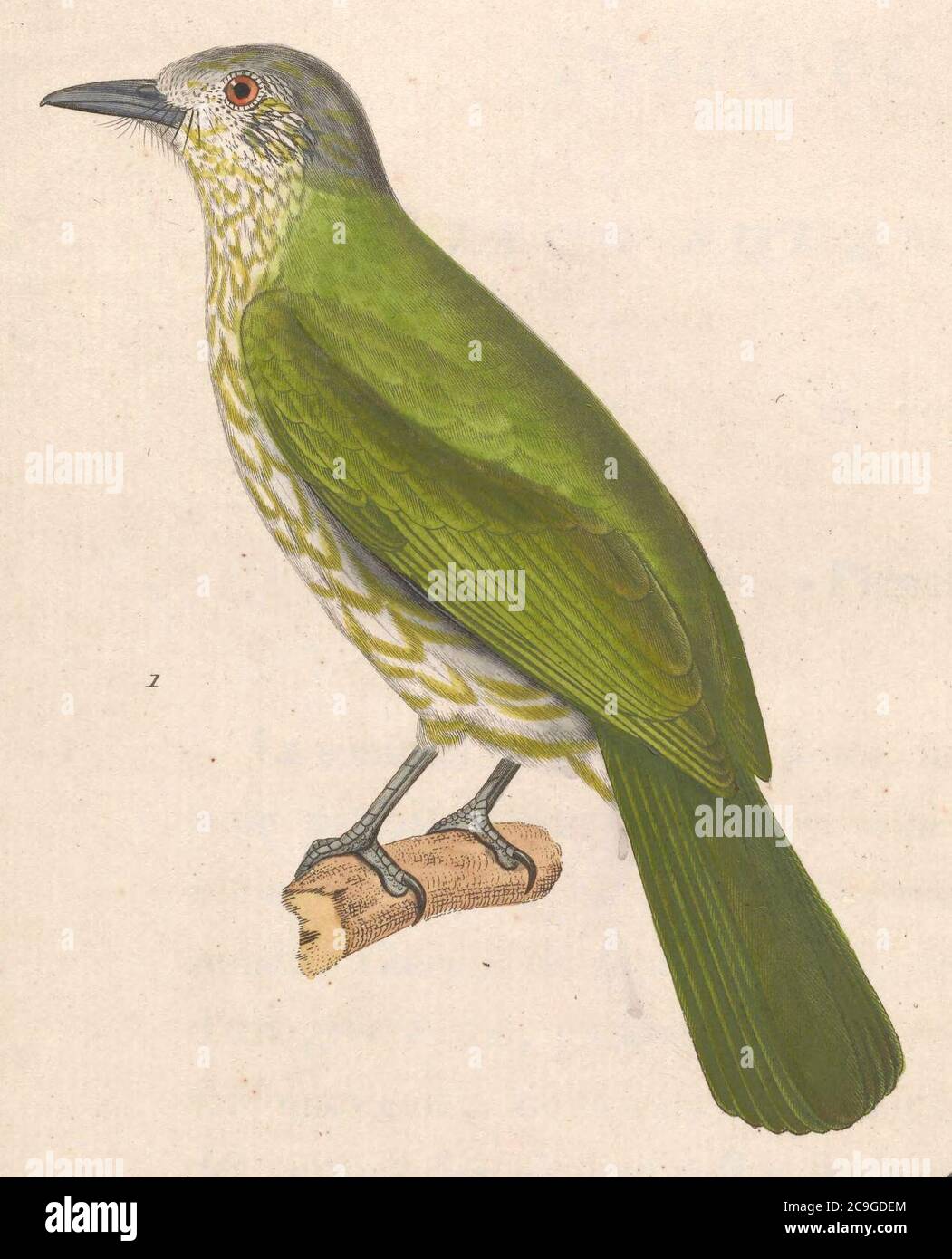 Ixos hi-res stock photography and images - Alamy