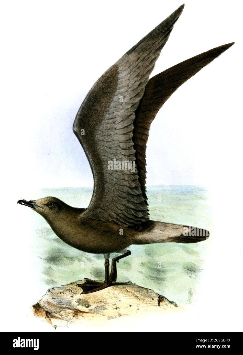Atlantic or schlegels petrel Cut Out Stock Images & Pictures - Alamy