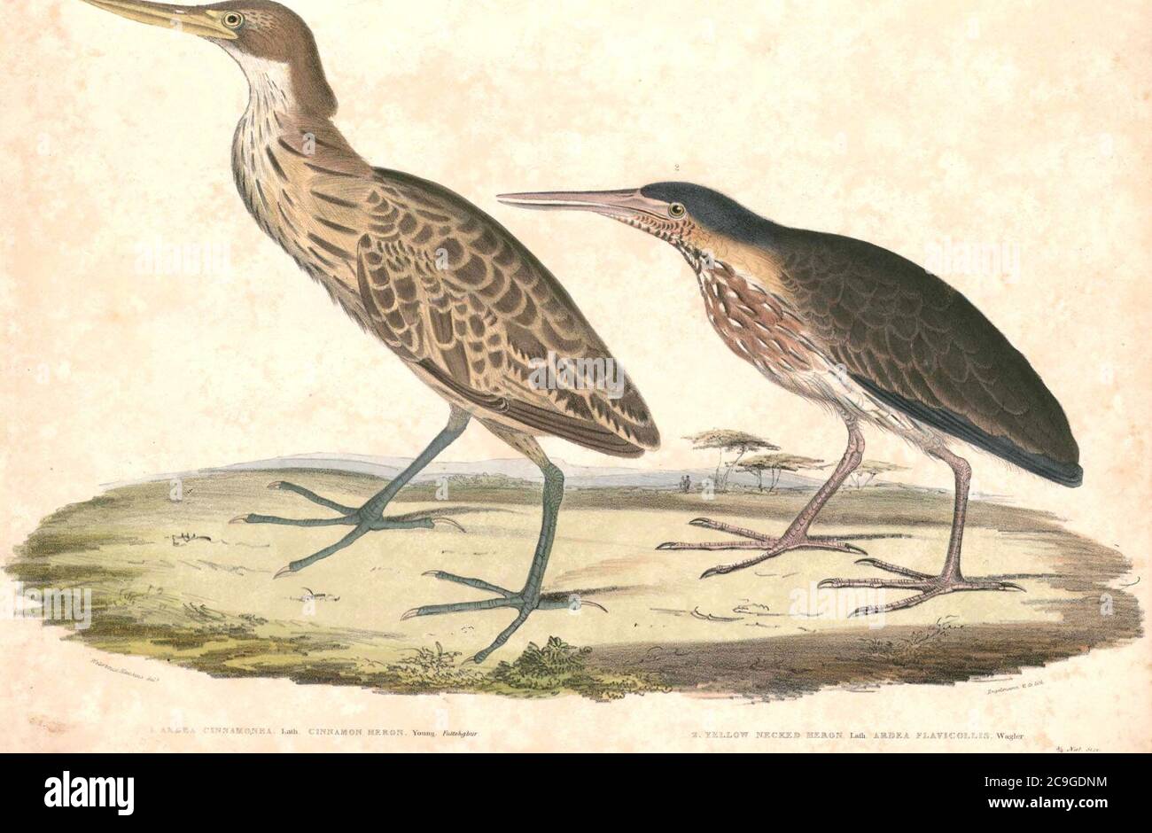 Ixobrychus sinensis hi-res stock photography and images - Alamy