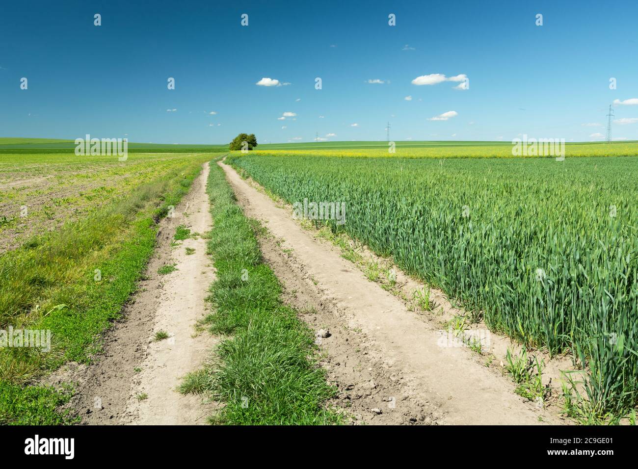 A long country road through fields with grain, horizon and blue sky ...