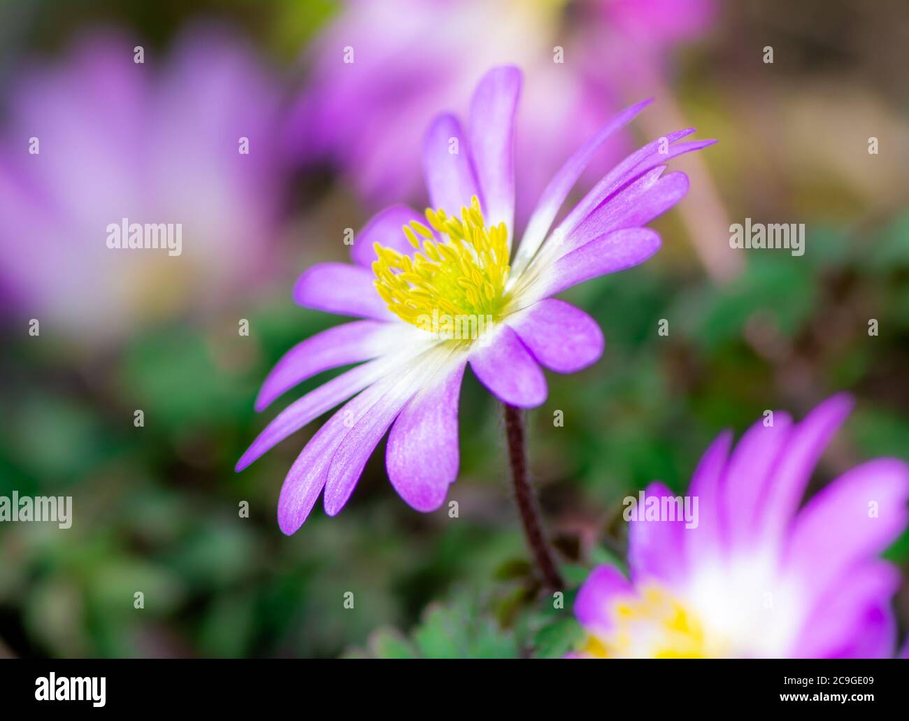 Windflower bloom hi-res stock photography and images - Alamy