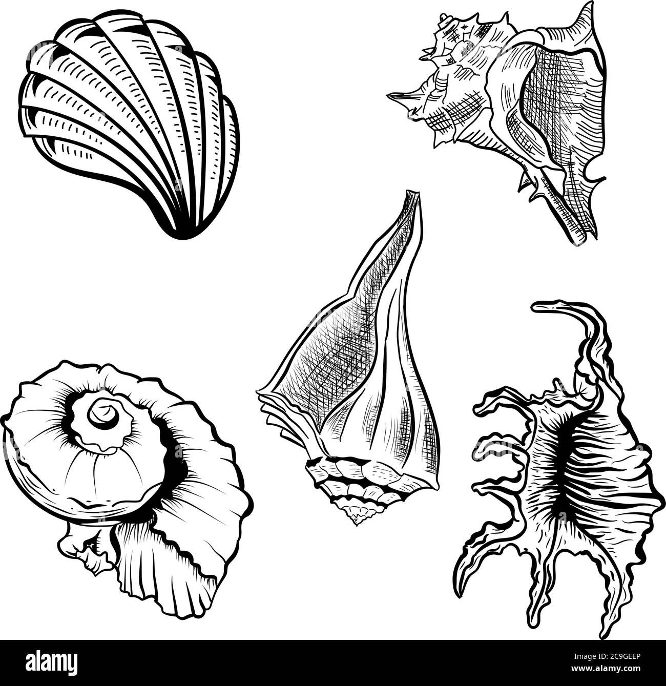 Angular murex seashell hand drawn vector set Stock Vector Image & Art ...