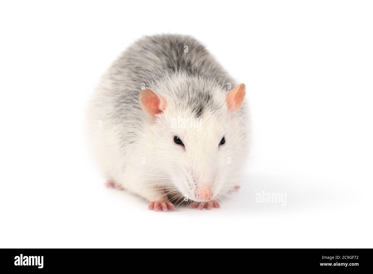 Large Funny grey rat isolated on white looking directly into camera. Rodent pets. Domesticated ...