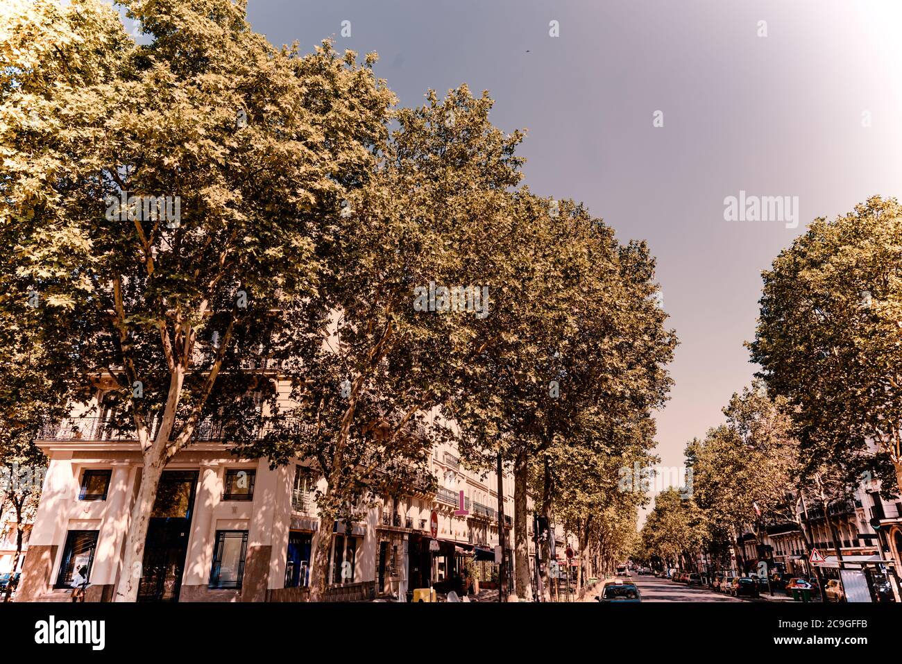Trees on a crossroad in Paris, France Stock Photo - Alamy