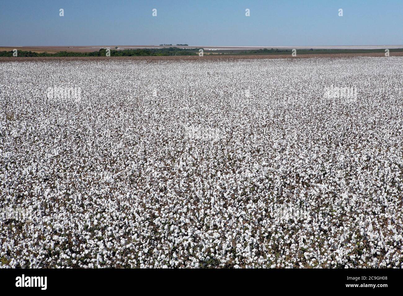 view of cotton field ready for harvest Stock Photo - Alamy