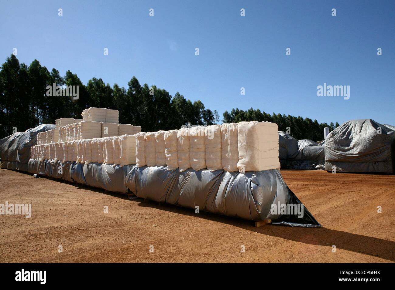bale of cotton in the field ready to be taken to industry Stock Photo ...