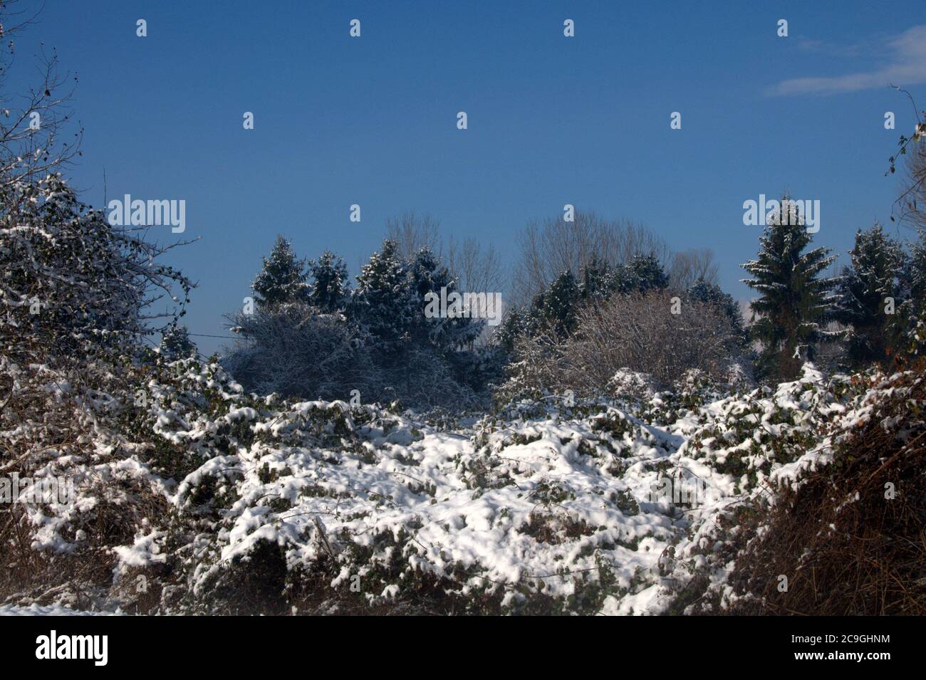 Winter vegetation hi-res stock photography and images - Alamy