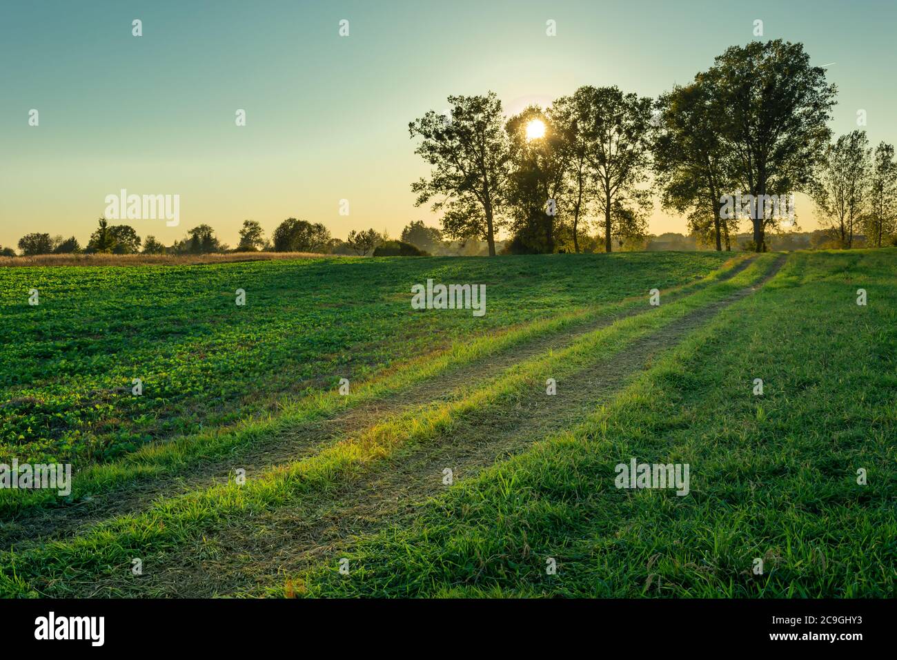 Dirt road through green fields, sun setting behind trees, rural sunny ...