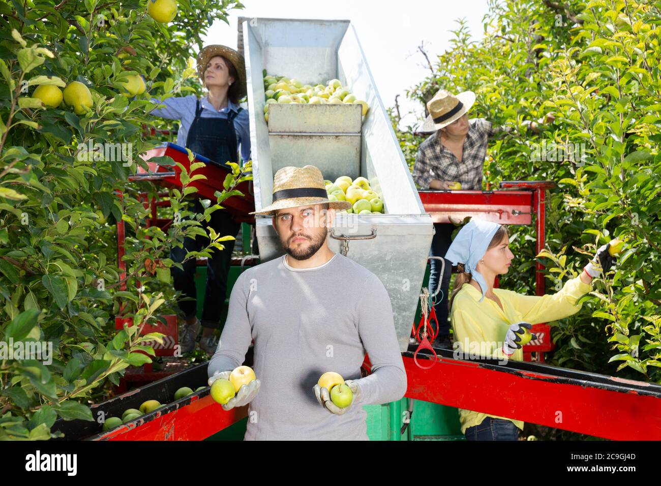 Portrait of confident man farmer showing ripe apples proud of good ...
