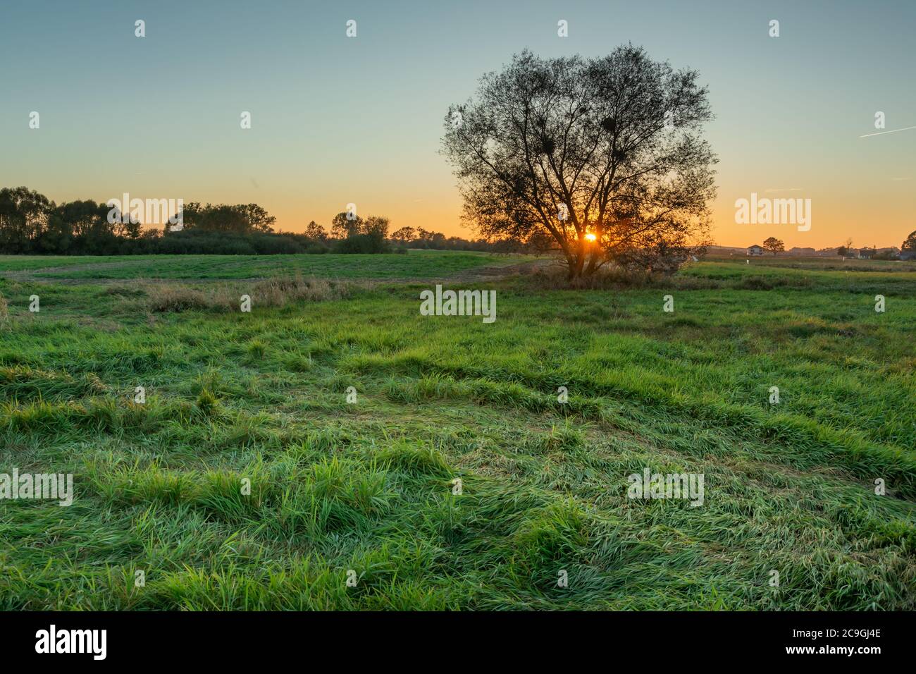 Setting sun and large tree hi-res stock photography and images - Alamy