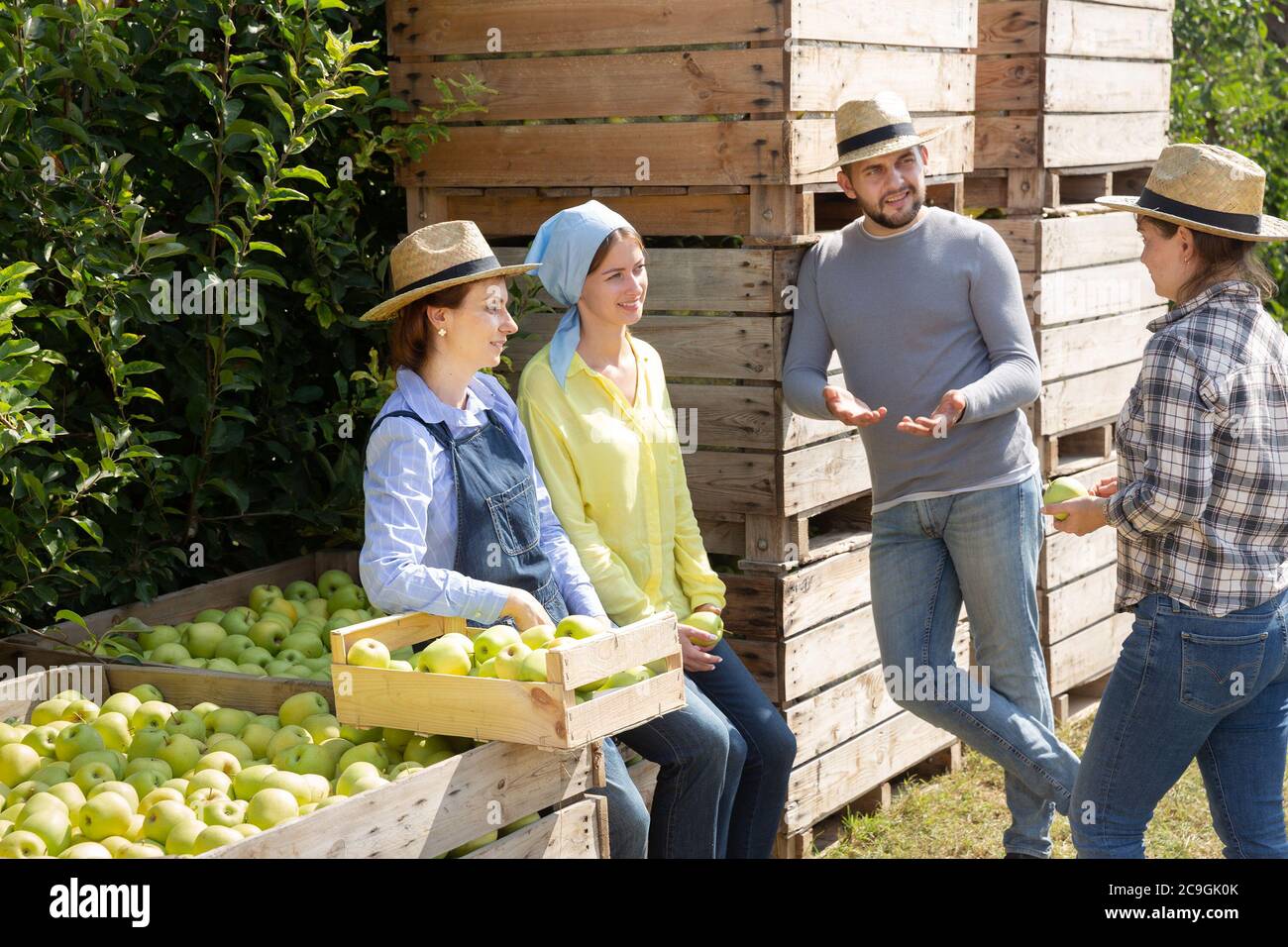 Farm workers resting on break while gathering harvest of ripe apples in ...