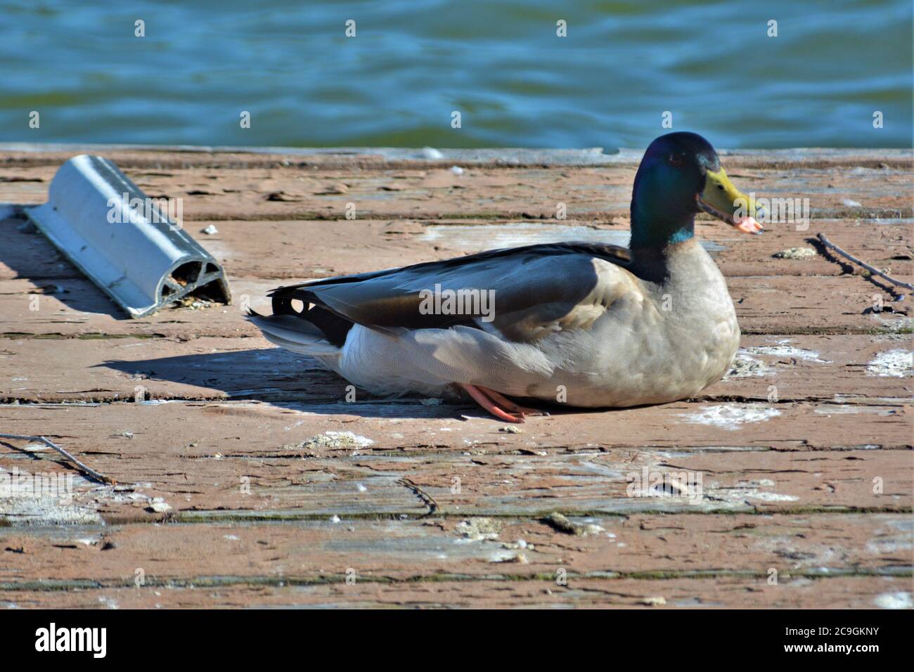 Dirty dock hi-res stock photography and images - Alamy