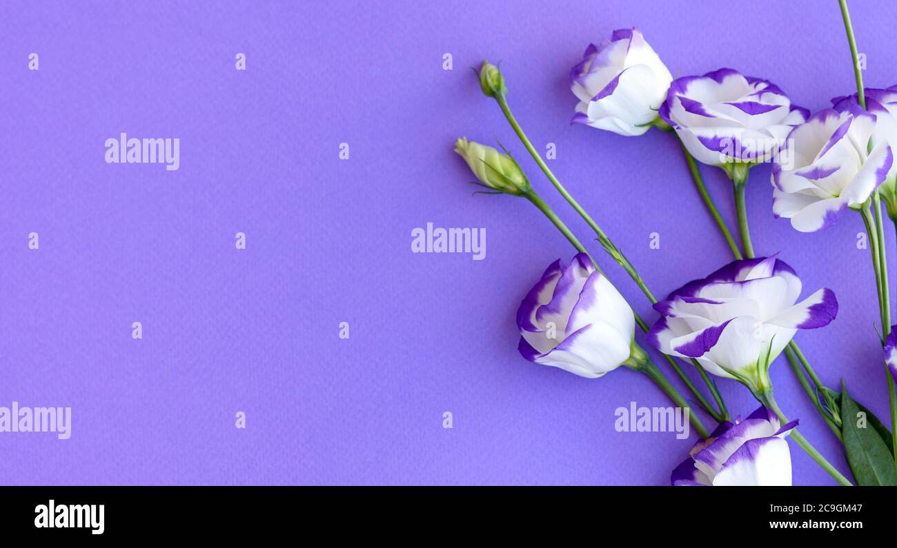 A bouquet of beautiful freshly cut purple eustoma on a one ton ...