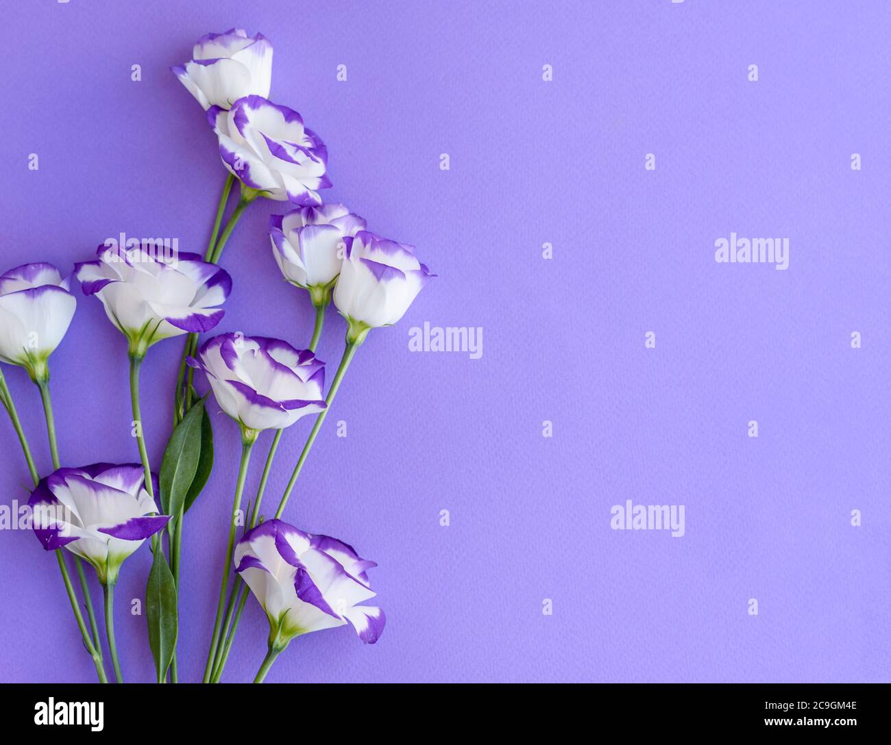 A bouquet of beautiful freshly cut purple eustoma on a one ton ...