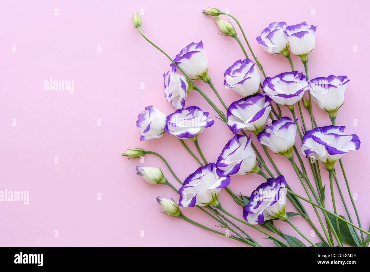 A bouquet of beautiful freshly cut purple eustoma on a one ton ...