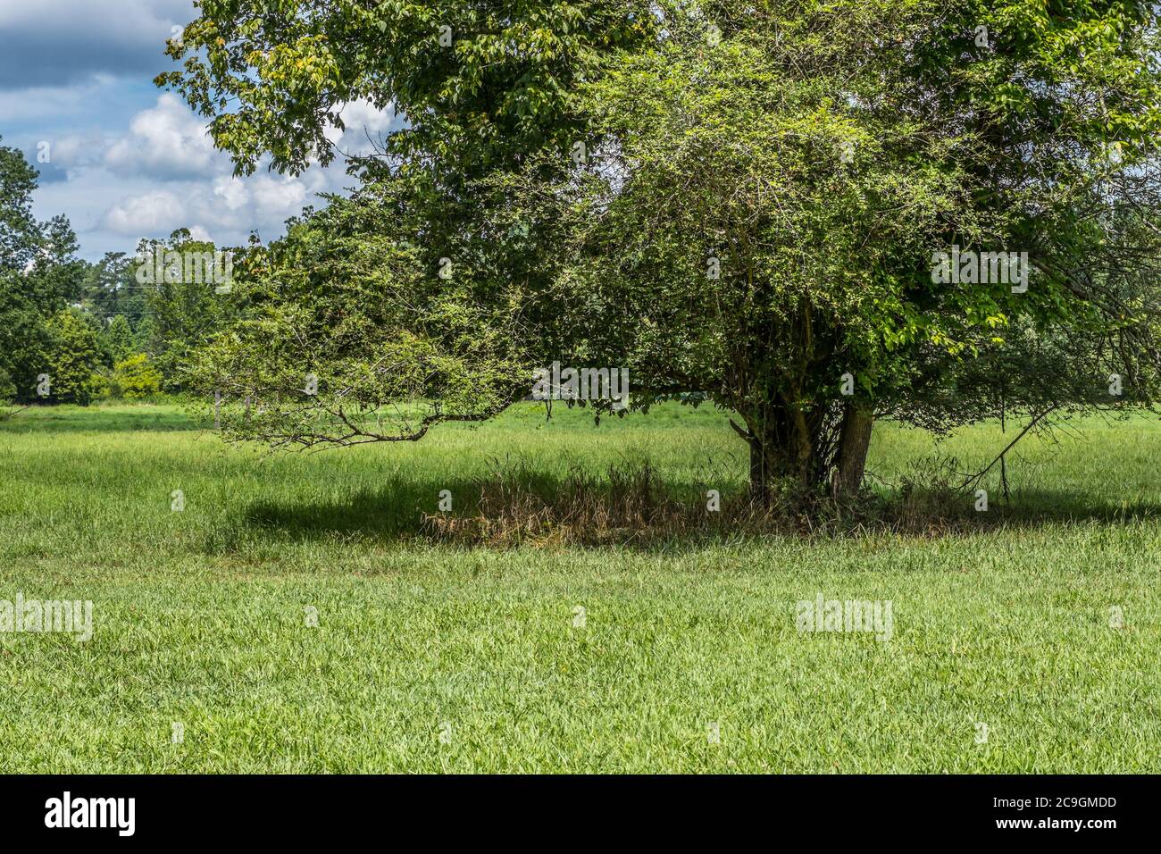 A large majestic tree partial view growing by itself in the open field ...