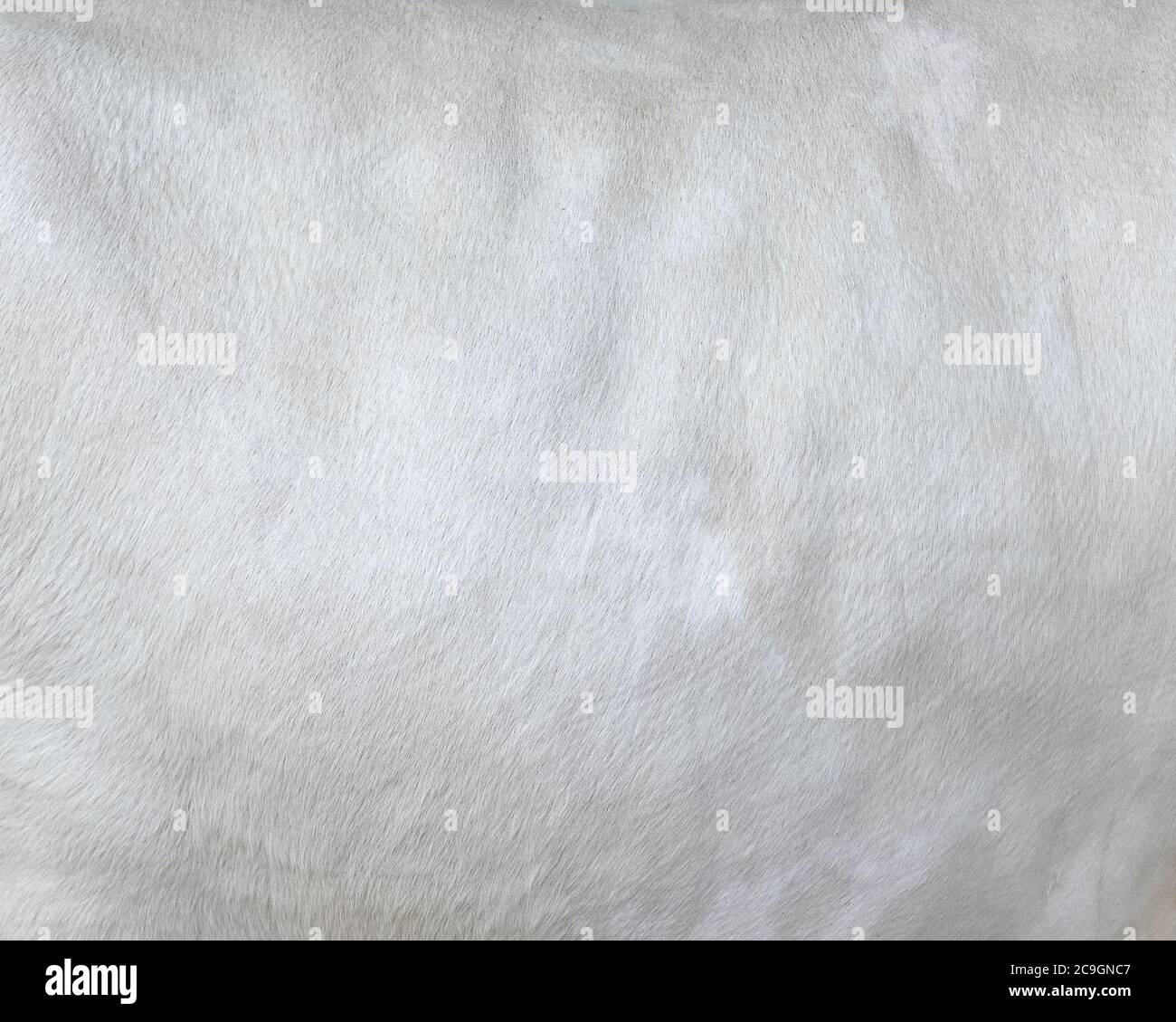 Real cowhide hi-res stock photography and images - Alamy