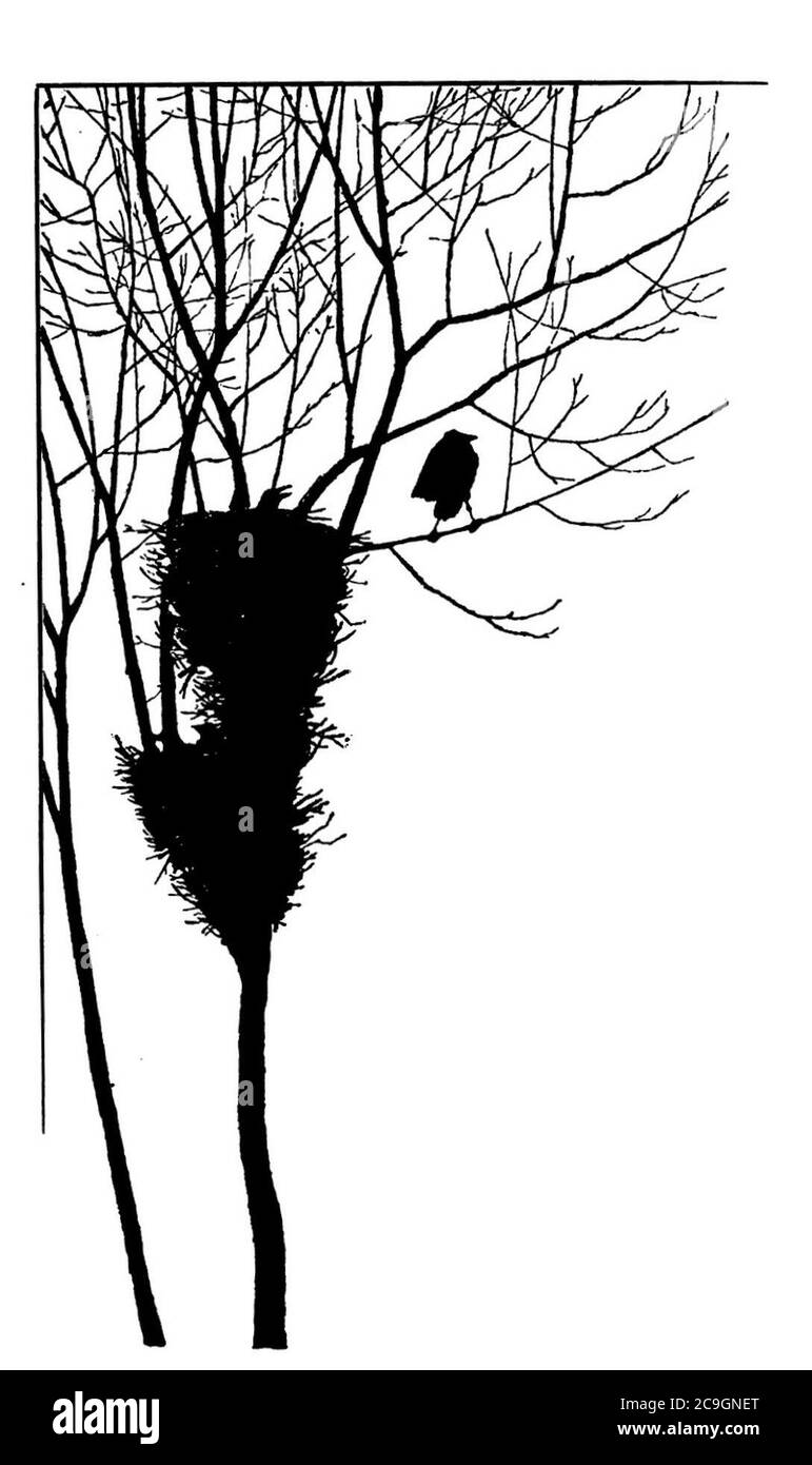 Every tree Cut Out Stock Images & Pictures - Alamy