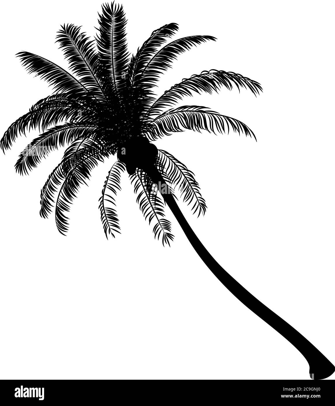 Palm tree material Black and White Stock Photos & Images - Alamy