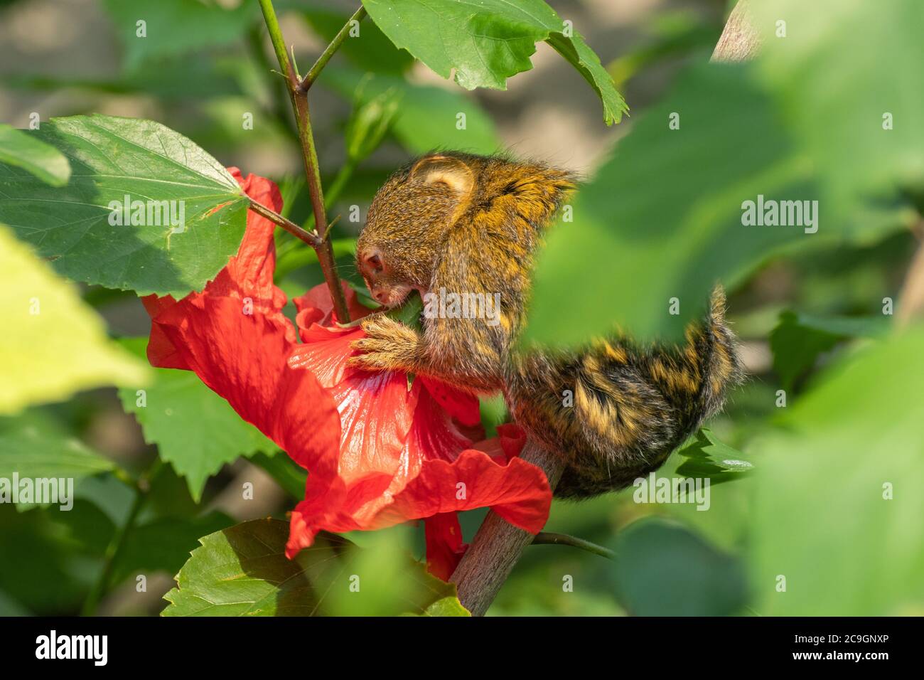 Pygmy marmoset (Cebuella pygmaea), a small New World monkey species at ...