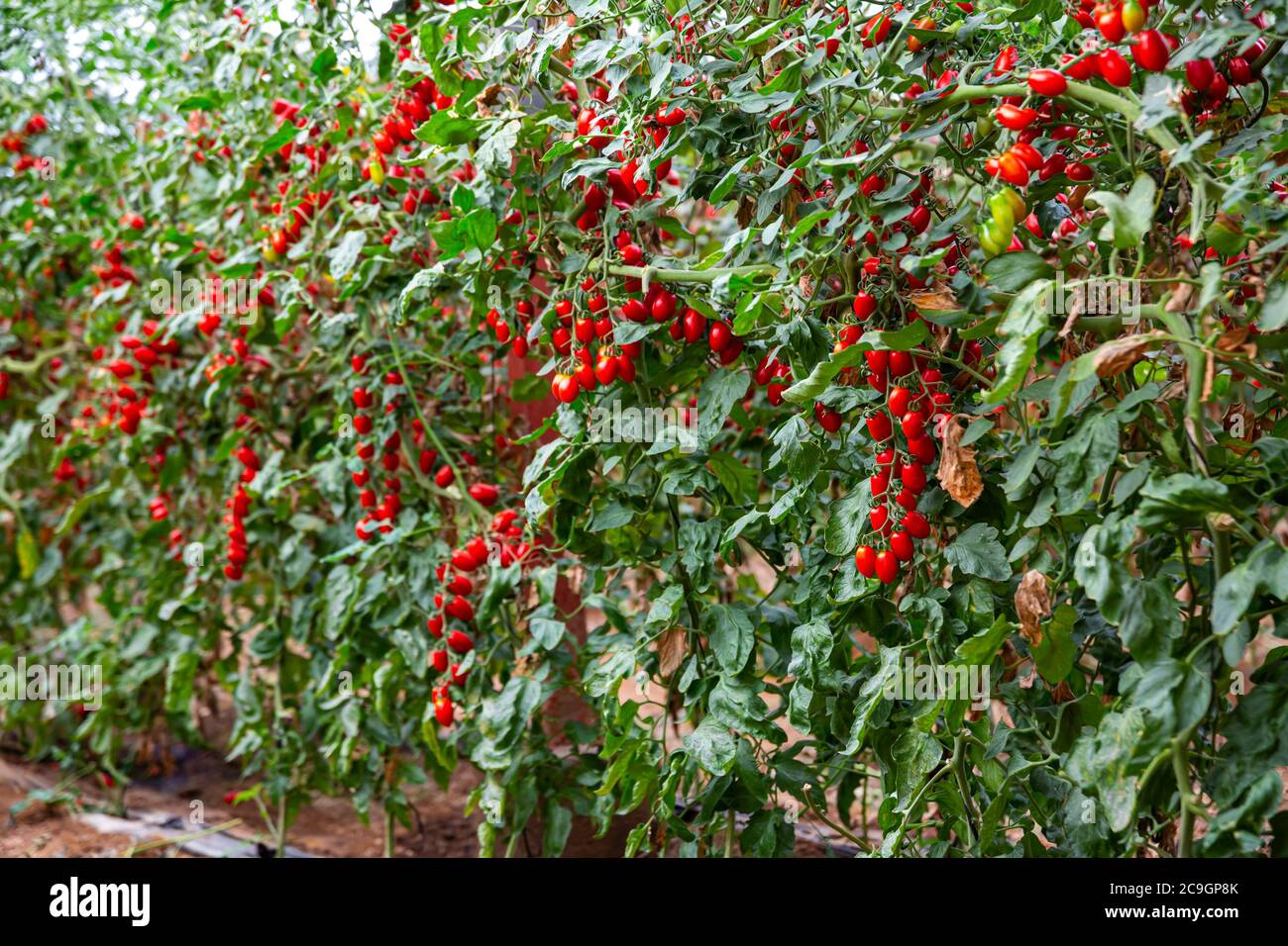 Plantation of red organic tomatoes in glasshouse. Grape tomatoes ...