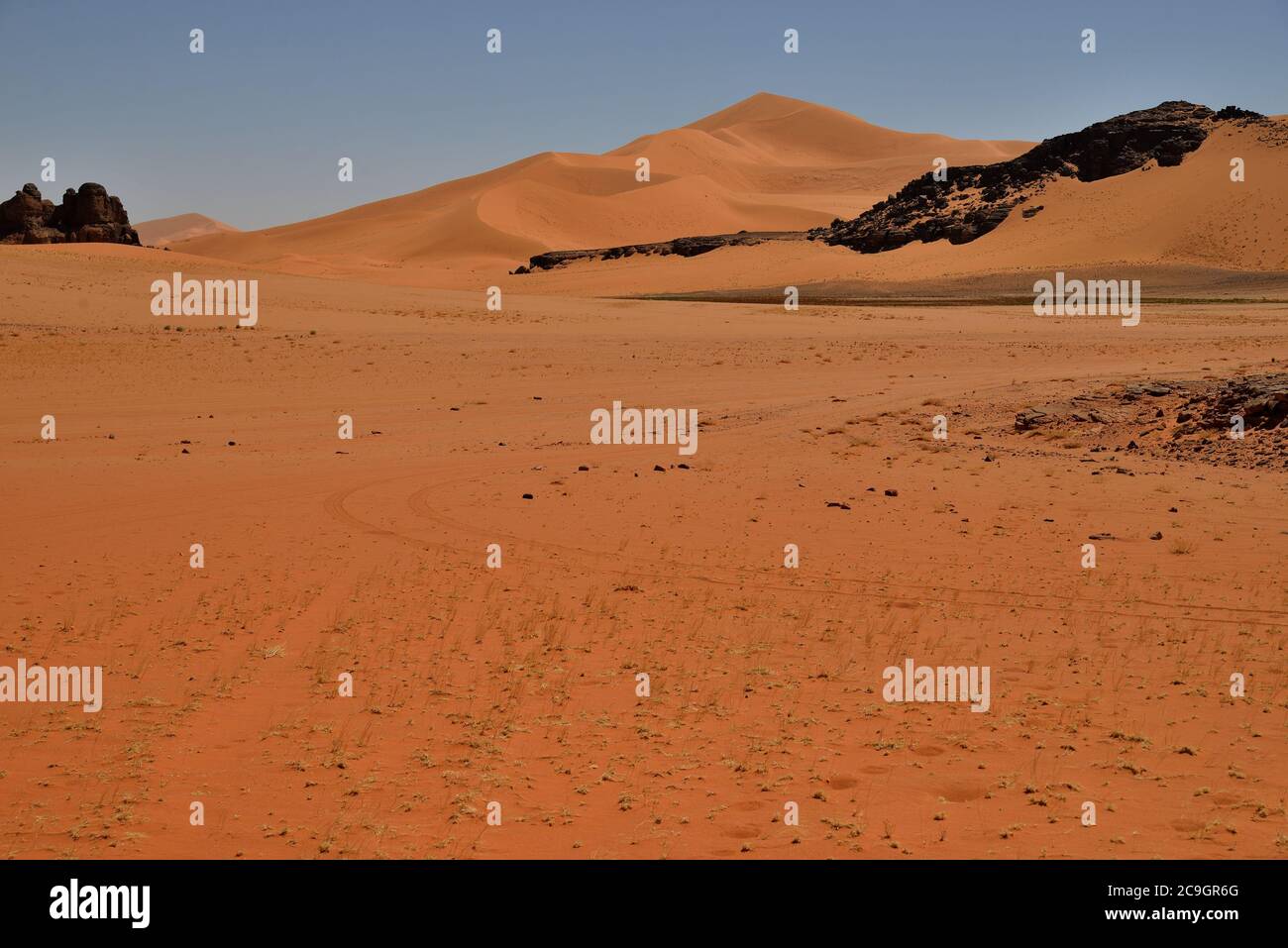 Desert Lizards High Resolution Stock Photography and Images - Alamy