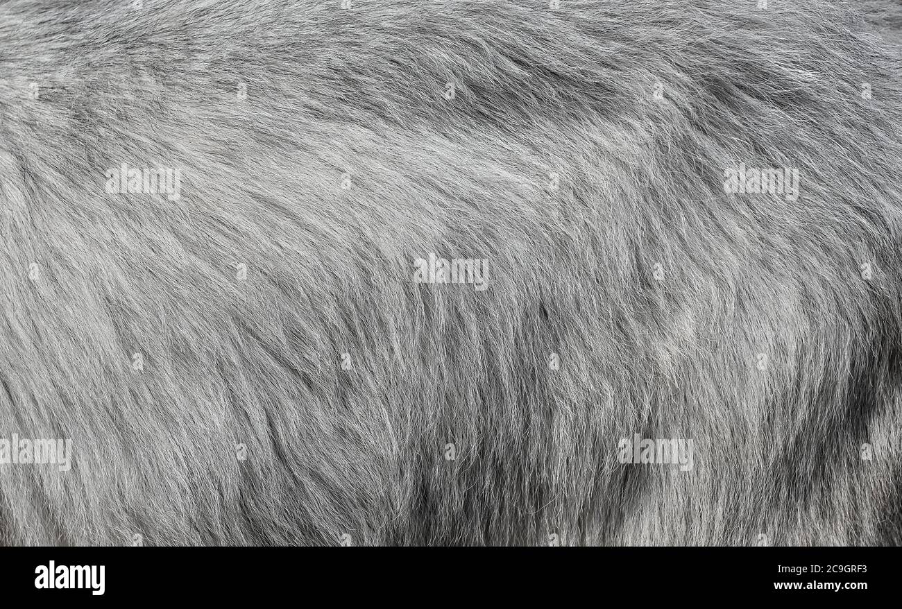 Gray goat fur background. Light gray fur texture close up Stock Photo ...