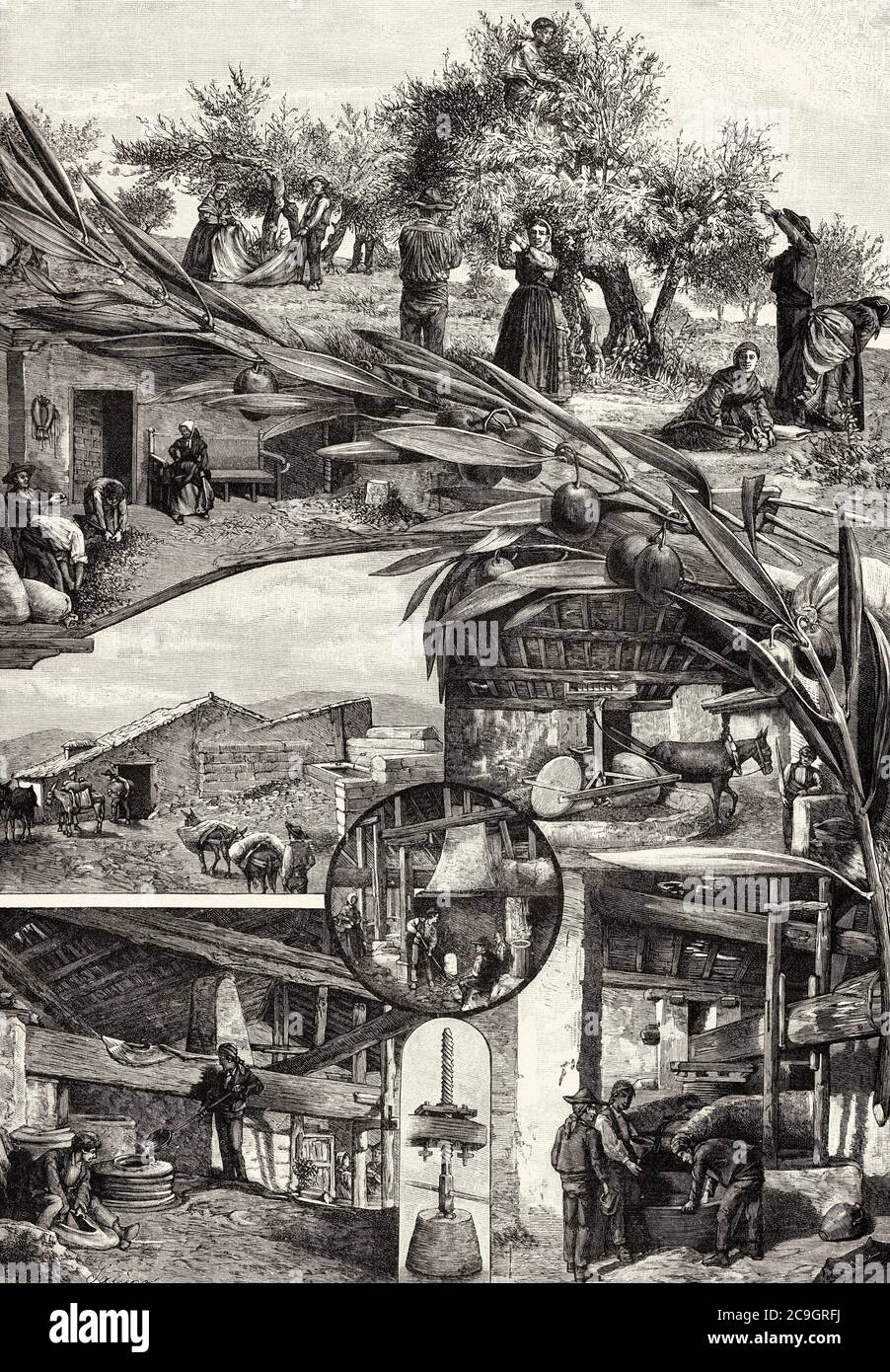 Spanish agricultural industry of the 19th century. Traditional ...