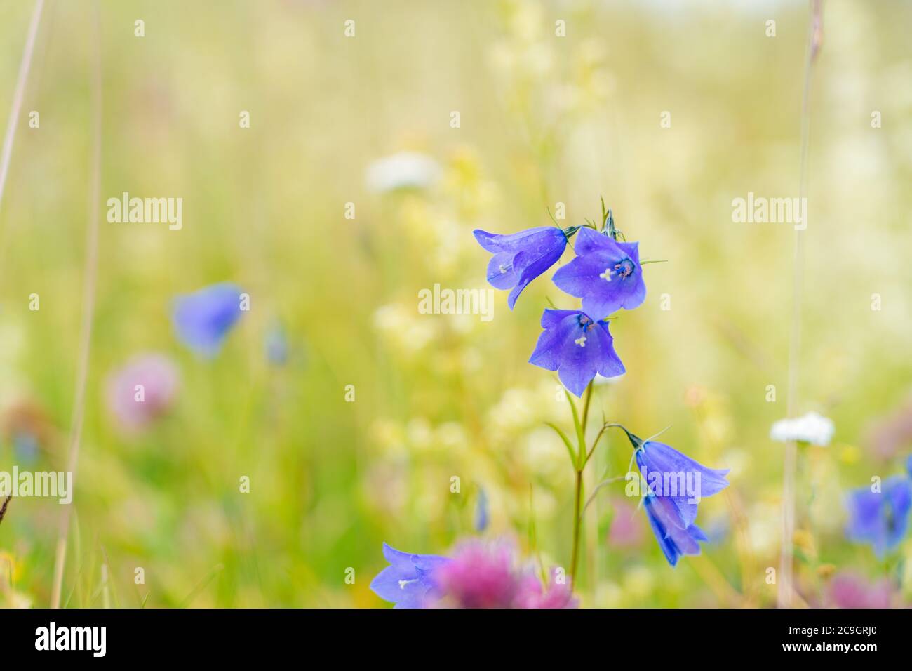 Swiss Alps Valley with Flowers. Campanula cochleariifolia wildflower in ...