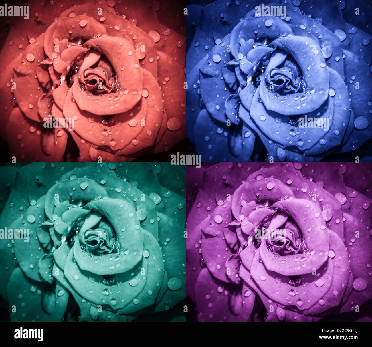 Collage beautiful red rose macro hi-res stock photography and images ...