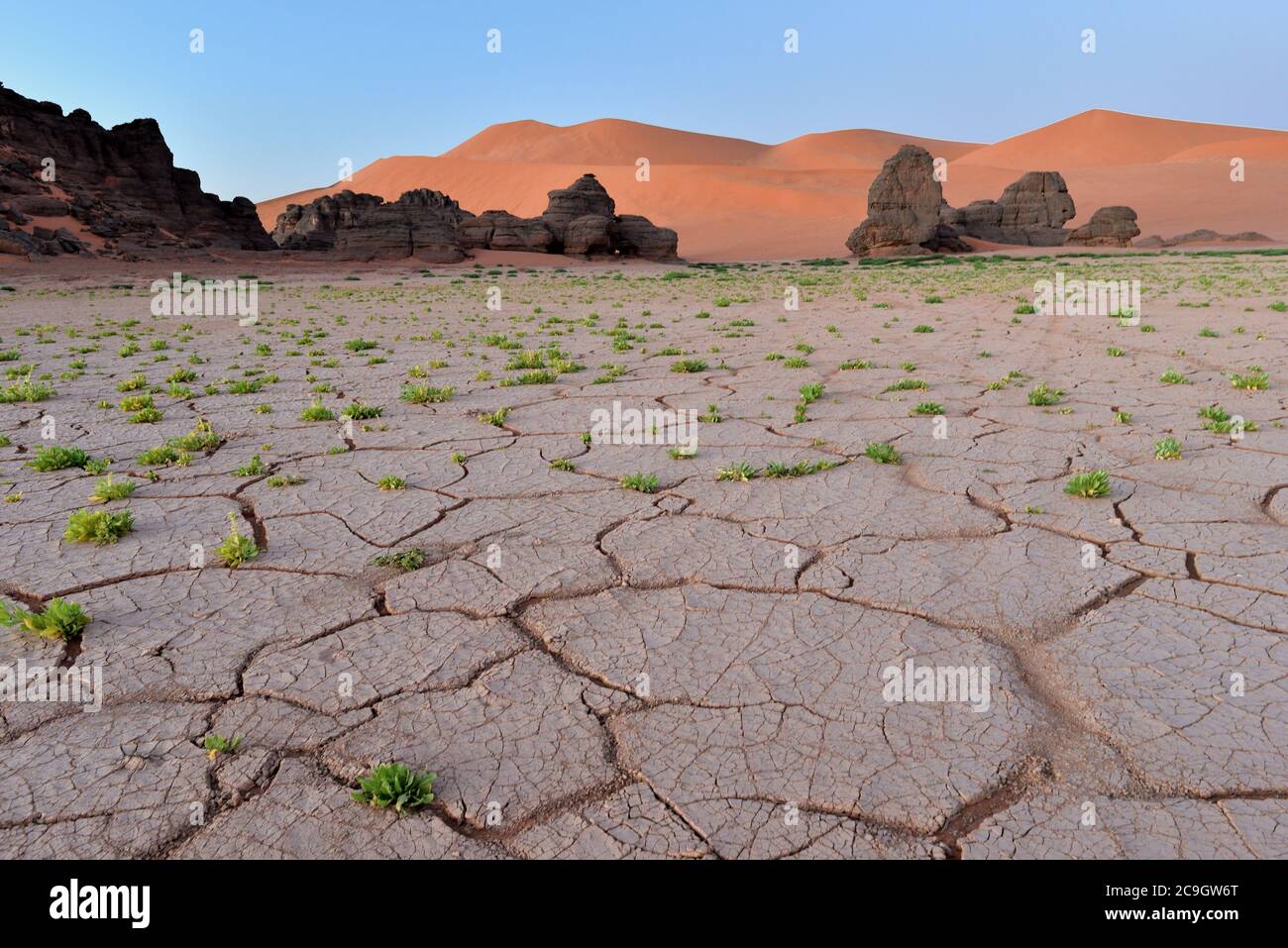 Sahara Desert Oasis Camel High Resolution Stock Photography and Images ...