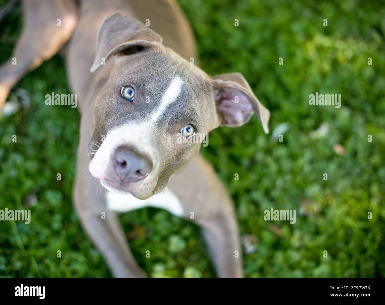 Blue Pitbull Mix Puppies