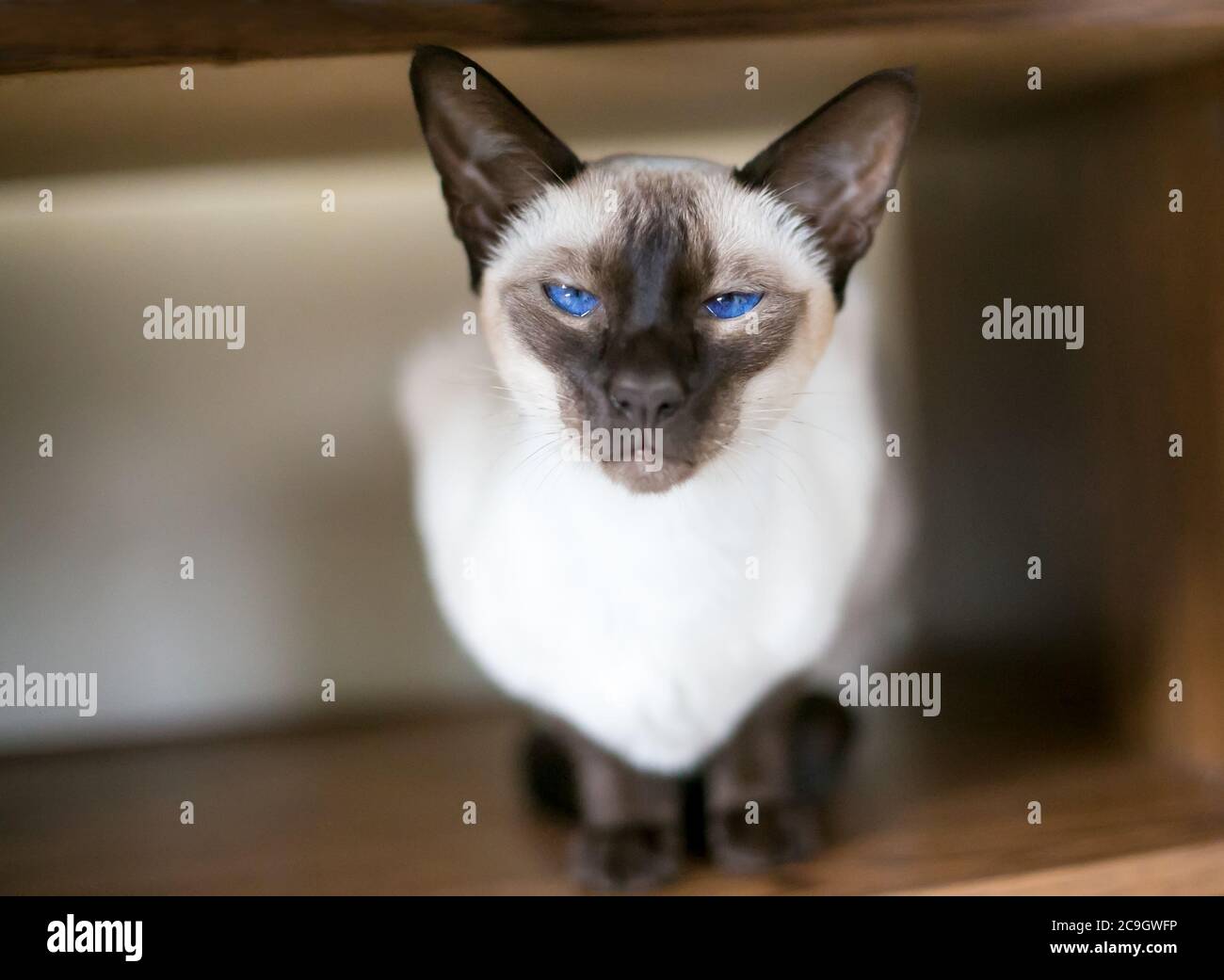 A purebred Siamese cat with a wedge shaped head, seal point markings ...