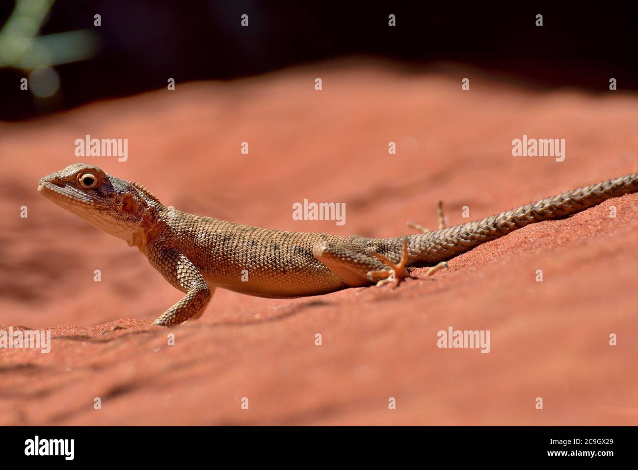 ALGERIAN LIZARDS IN THE SAHARA DESERT AROUNG DJANET OASIS Stock Photo ...