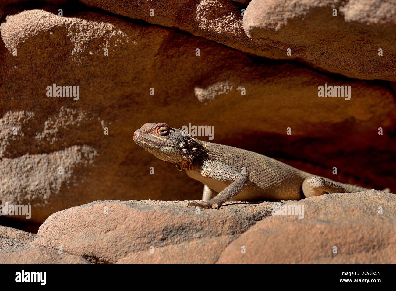 ALGERIAN LIZARDS IN THE SAHARA DESERT AROUNG DJANET OASIS Stock Photo ...