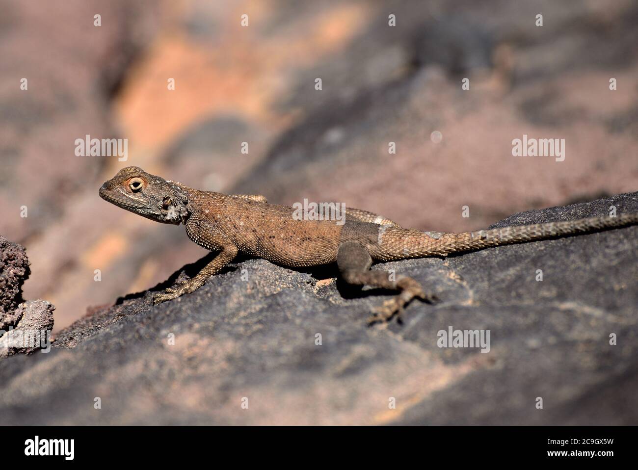 ALGERIAN LIZARDS IN THE SAHARA DESERT AROUNG DJANET OASIS Stock Photo ...