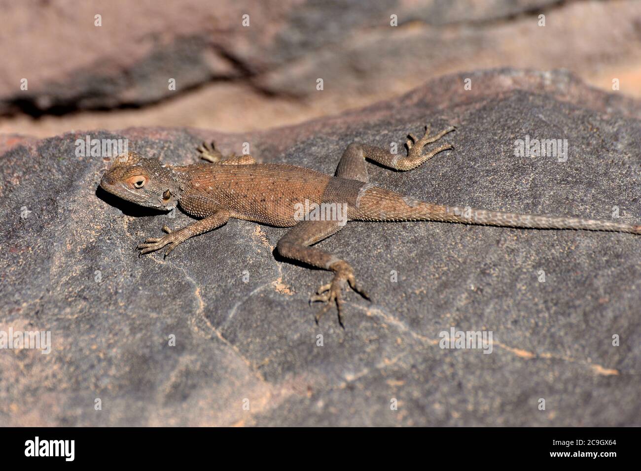 Sahara Desert Lizards
