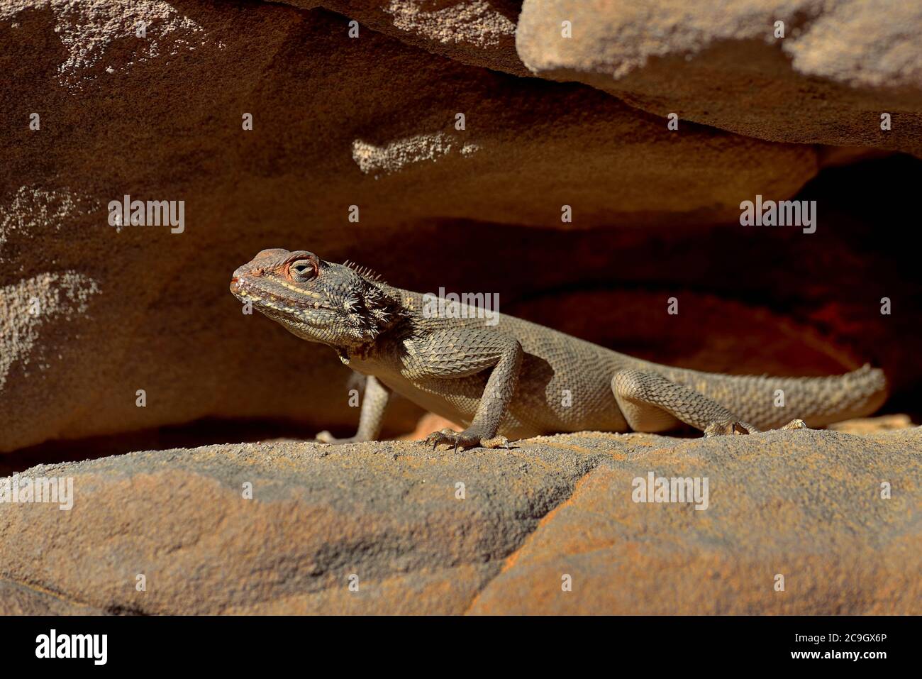 ALGERIAN LIZARDS IN THE SAHARA DESERT AROUNG DJANET OASIS Stock Photo ...