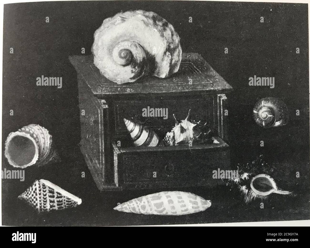 Jacques Linard - Shells in a Box Stock Photo - Alamy