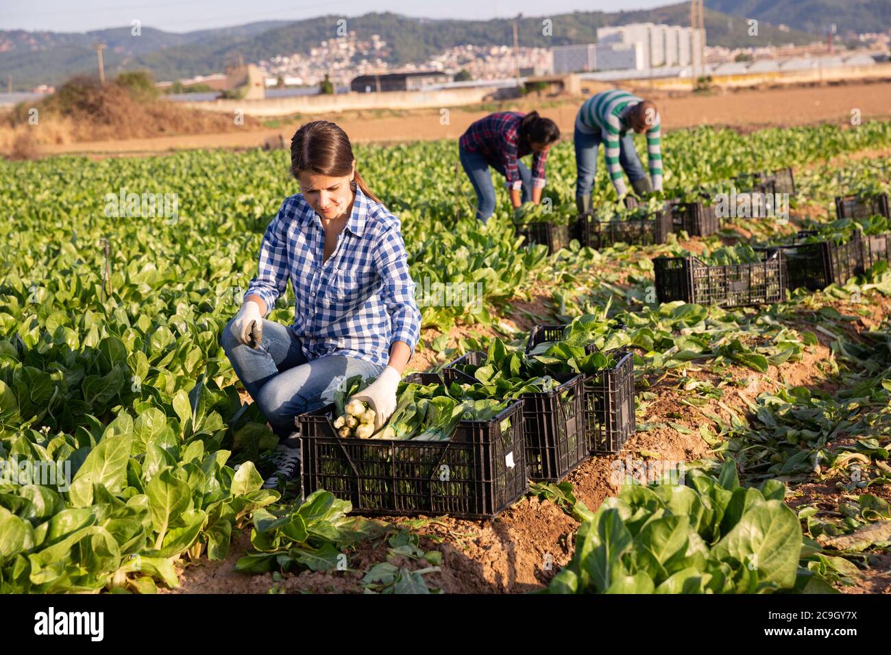 Hired female worker collects fresh green chard on farm field Stock ...