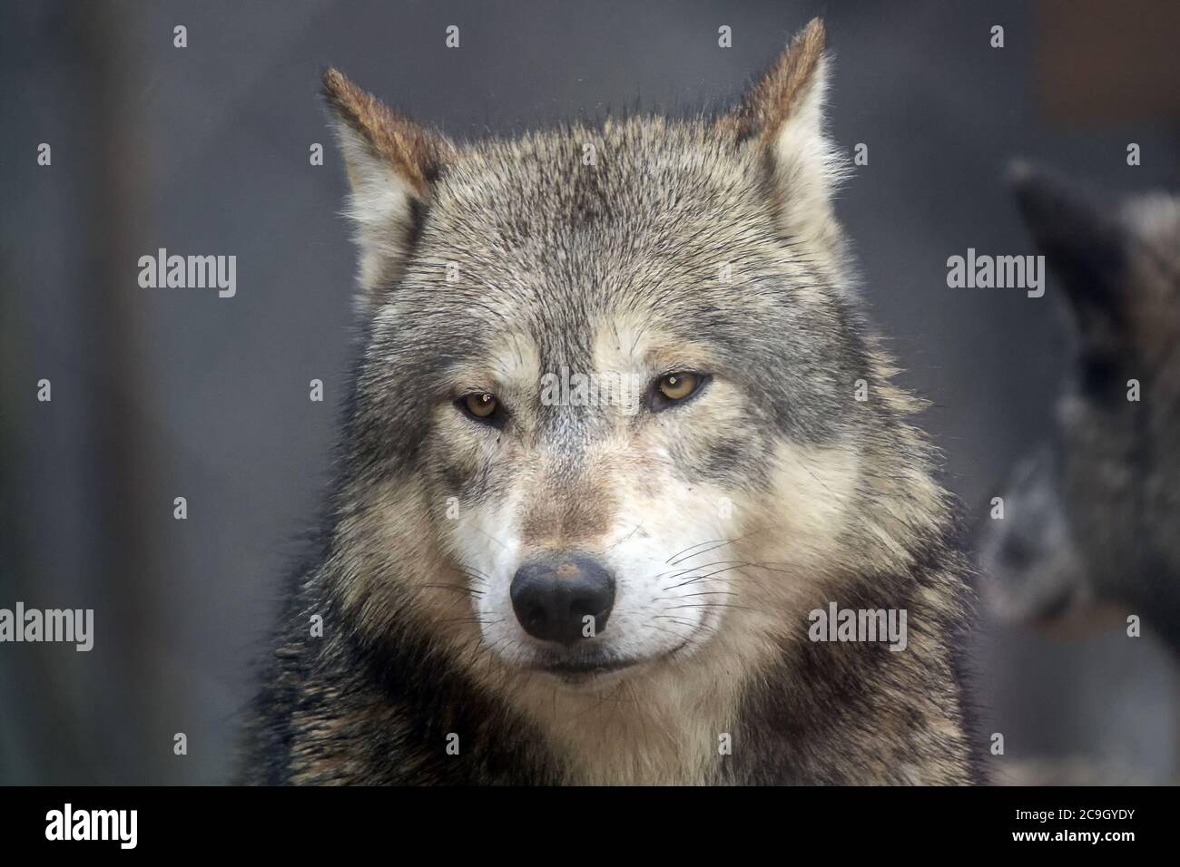 Timber wolf asia hi-res stock photography and images - Alamy