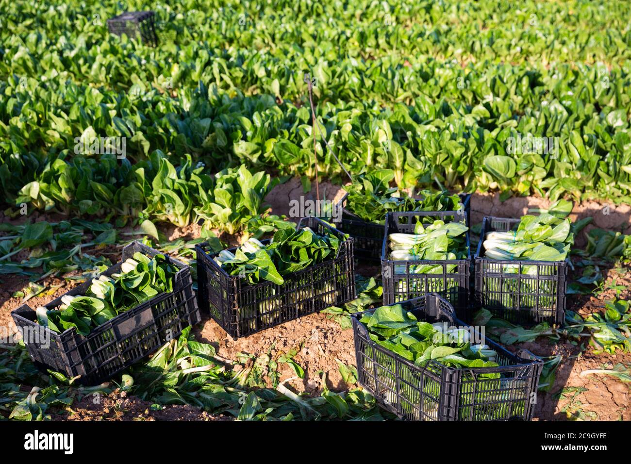 Ripe mangold in boxes on a farm field. Harvesting Stock Photo - Alamy